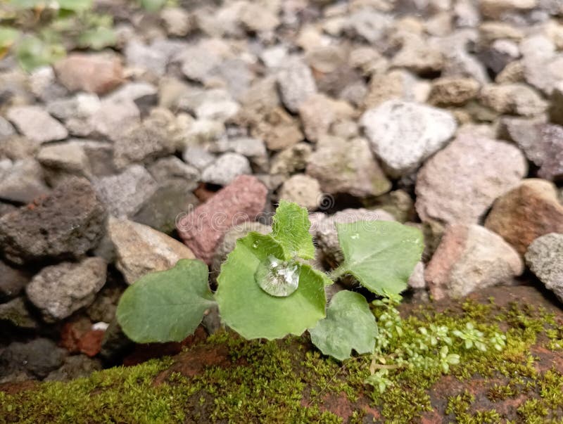 A Drop of Water Stand on a Leaf Stock Image - Image of geology, green ...