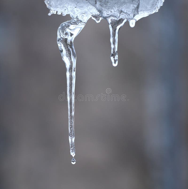 Drop of Water on the Tip of a Melting Icicle Stock Photo - Image of ...
