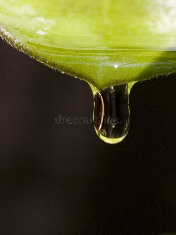 Drop of Water about To Fall Stock Image - Image of drop, green: 5558763