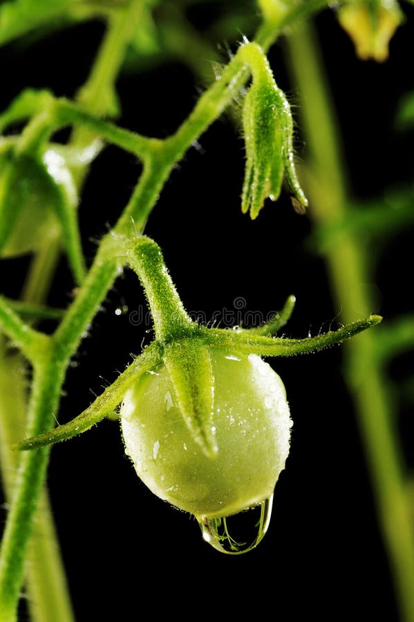 Drop water on tomato tree stock photo. Image of juicy - 46635680