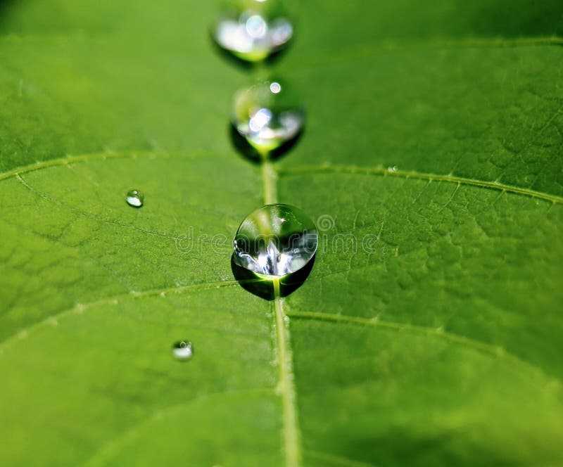 Drop Water on Top of Leaves Stock Image - Image of water, leaves: 272065175