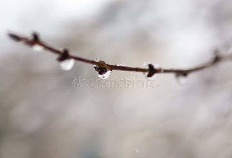 Drop of Water on a Tree Branch in the Cold, Close-up Stock Photo ...