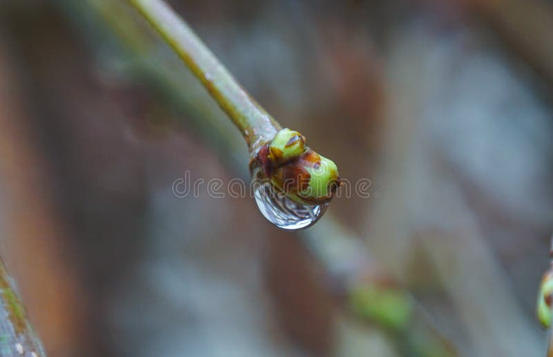 A Drop of Water on a Tree Branch Stock Image - Image of drop, color ...