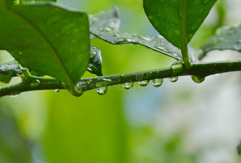 Drop of water under branch stock image. Image of green - 54336617