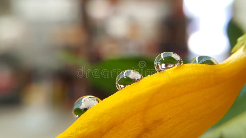 Drop Water on Yellow Flower Stock Image - Image of yellow, nature ...