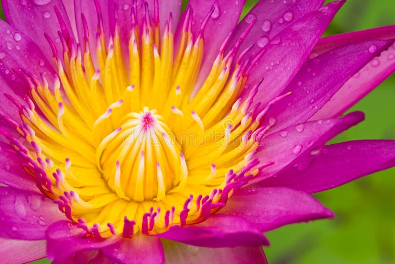 Water Lily Flower stock photo. Image of divine, growth - 1310564