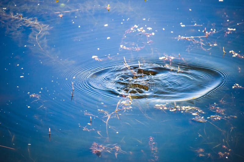 Drop Wave in the Forest River Stock Image - Image of reflection ...