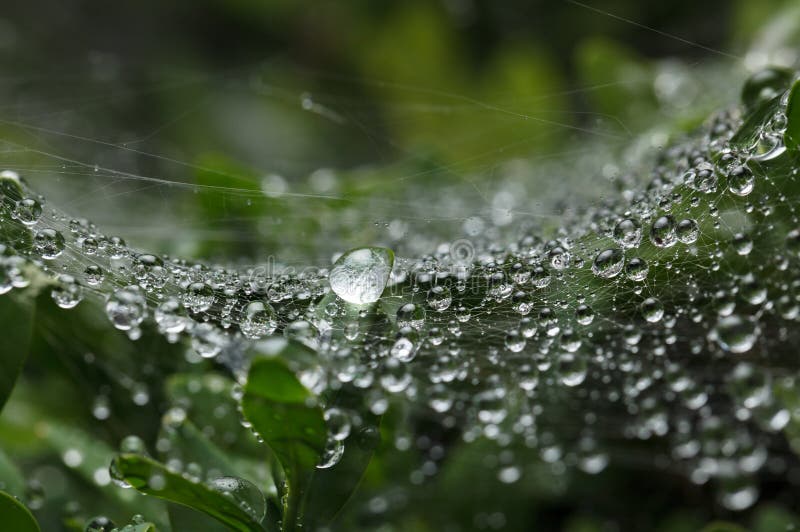 Drop on web stock photo. Image of veil, nature, foliage - 64618494