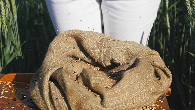 Drop of Wheat Grain into a Wheat Sack Stock Video - Video of natural ...