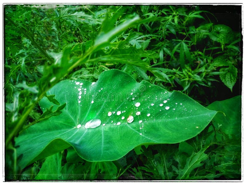 Drope of Water on Leaf Wallpaper Stock Photo - Image of flower, produce ...