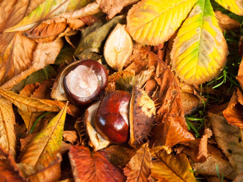 Droped Conker on Fallen Leaves in Autumn Stock Image - Image of ...