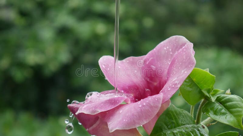 Droping water on flower stock photo. Image of water - 197531006