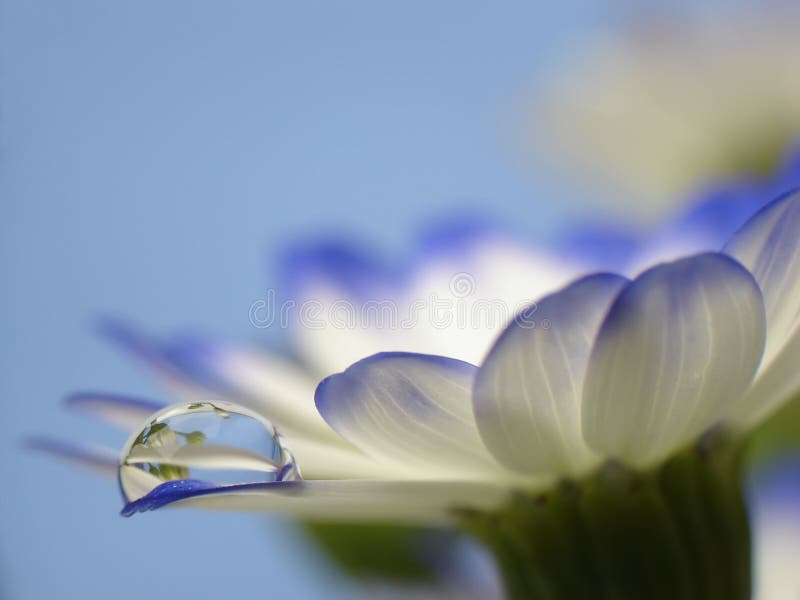 Droplet on flower stock photo. Image of clean, focus - 13751370