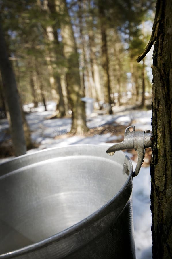 Droplet of Sap Flowing from the Maple Tree Stock Image - Image of ...