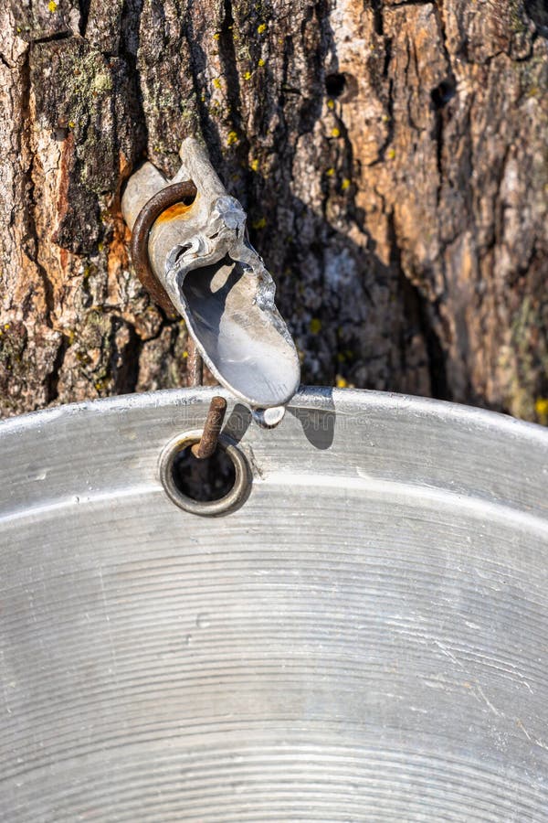 Droplet of Sap Flowing from Maple Tree into a Pail at Springtime Stock ...