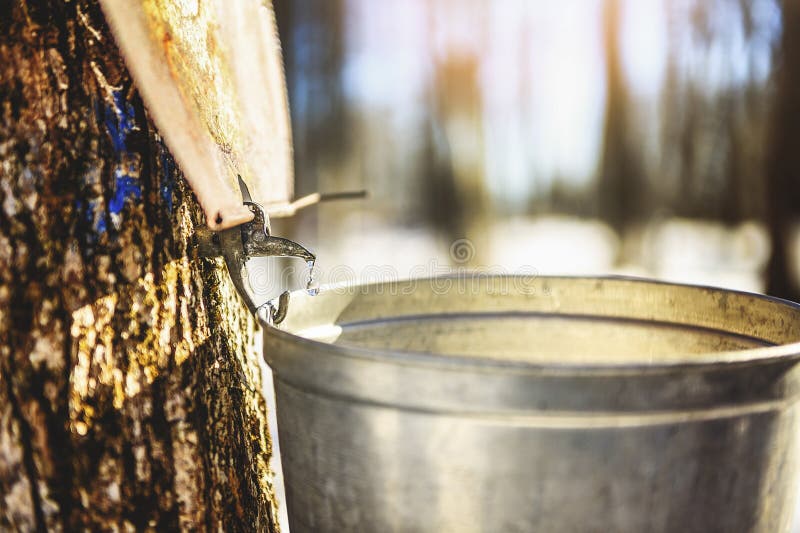 Droplet of Sap Flowing from the Maple Tree into a Pail To Make Pure ...