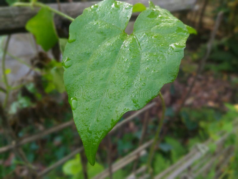 Dew falling in green leaf stock image. Image of droplets - 130656163