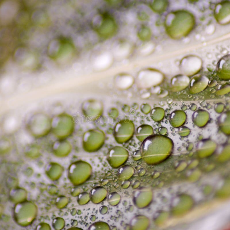 Droplets of dew on a leaf stock image. Image of botany - 53965115