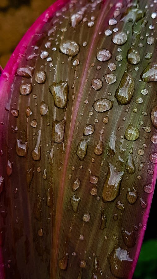 Droplets stock photo. Image of water, leaf, heavy, rainfall - 124480982