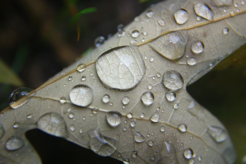 Droplets stock photo. Image of droplets, water, details - 43848900