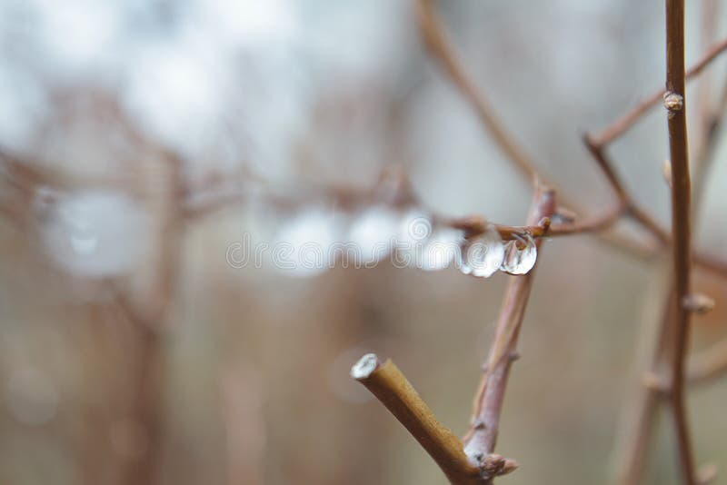 Droplets of early spring stock image. Image of concept - 92575835