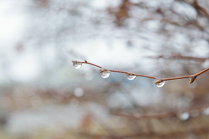 Droplets of early spring stock image. Image of forest - 92575853