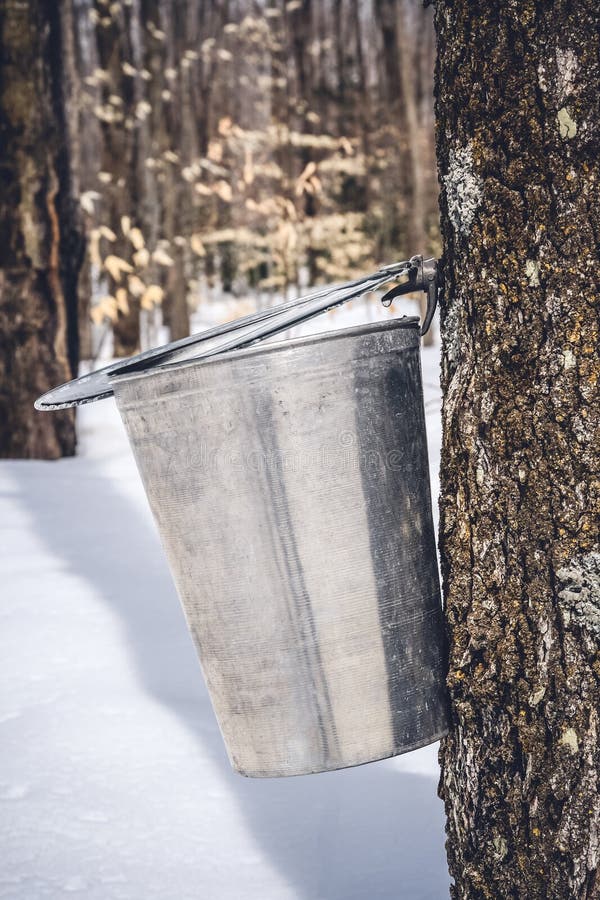 Droplets of Maple Sap Falling into a Metal Bucket Stock Photo - Image ...