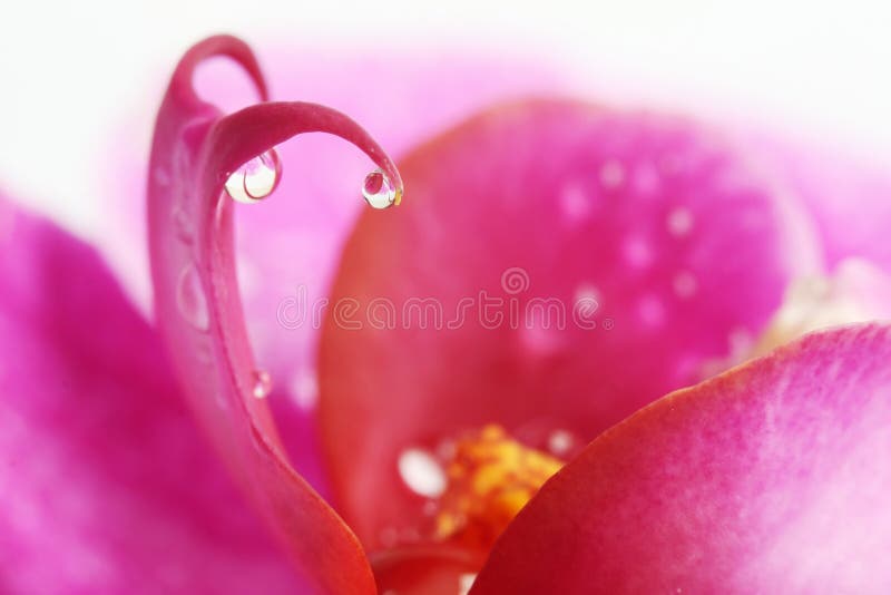 Droplets on orchid flower stock photo. Image of purple - 21158830
