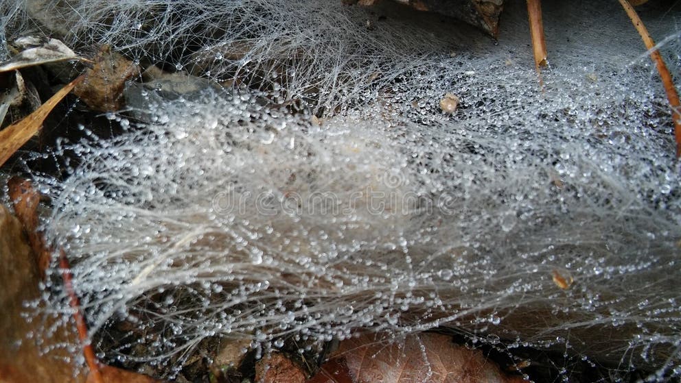 Droplets in a Piece of Hair Stock Photo - Image of hair, droplets ...