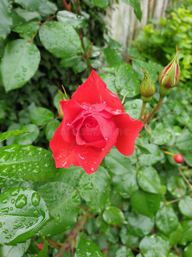 Red rose after the rain stock photo. Image of amazing - 150396990