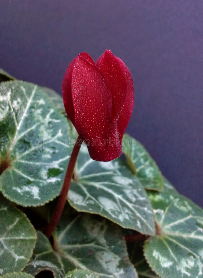 Droplets on Red Cyclamen Flower Stock Image - Image of black, plant ...