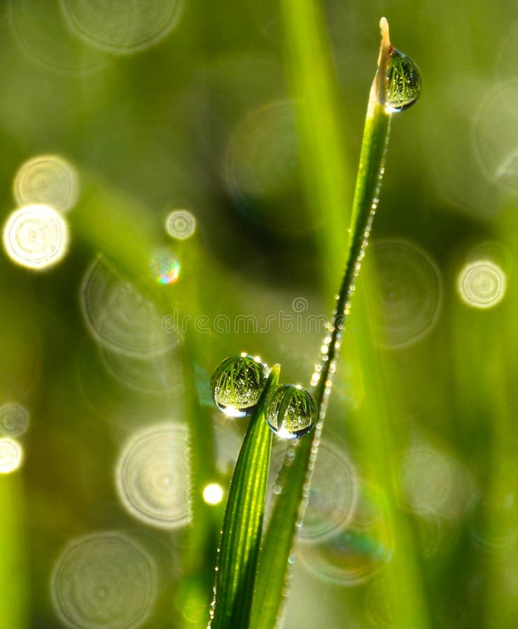 Sparkling dew drops stock photo. Image of grass, circles - 108998934