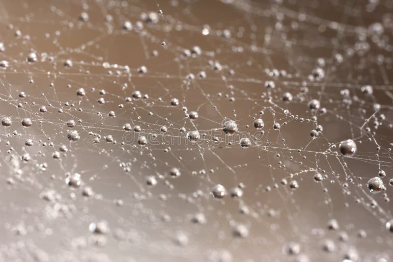 Droplets on Spider Web Close Up Stock Photo - Image of autumn, shiny ...