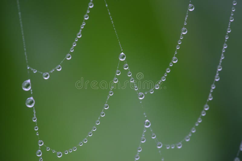 Droplets on a spider web stock image. Image of shine - 233558347