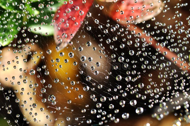 Droplets in spiders web stock image. Image of bead, texture - 77755267