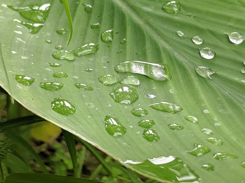 Droppar arkivfoto. Bild av makro, droppar, löv, natur - 158486244