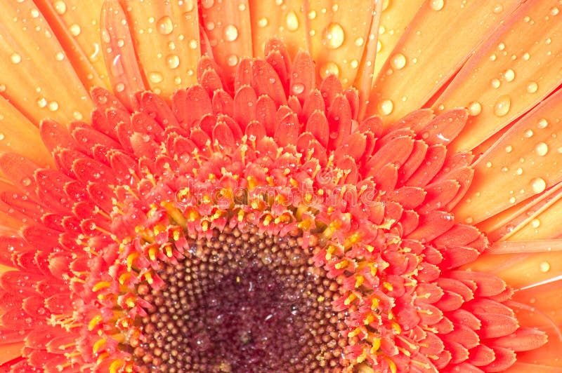 Dew Dropped Flower in Istanbul Stock Image - Image of yellow, beautiful ...