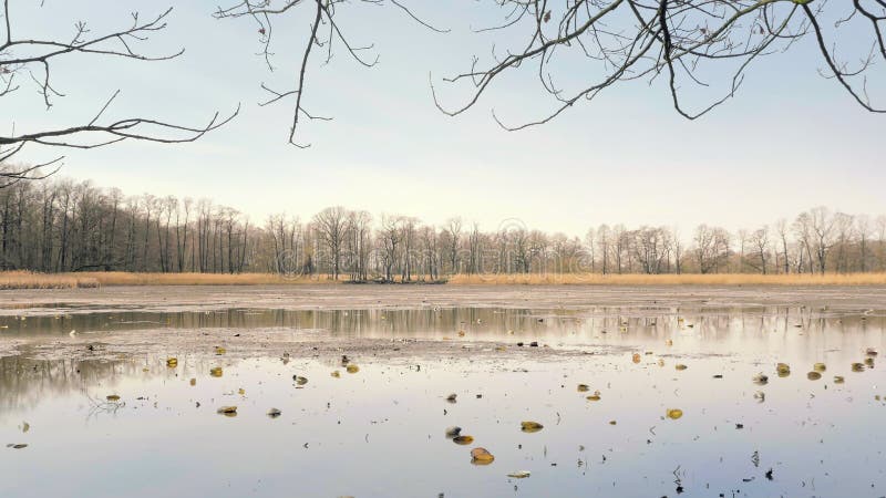 Dropped Empty Pond without Water. Freshwater Shells and Shellfish. Reed ...