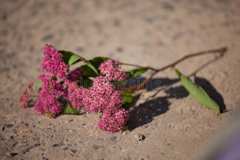Dew Dropped Flower in Istanbul Stock Image - Image of yellow, beautiful ...