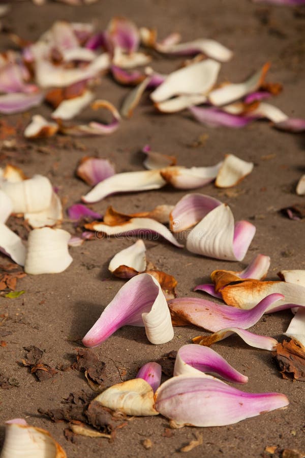 Dropped flowers stock image. Image of view, nature, tree - 92070685