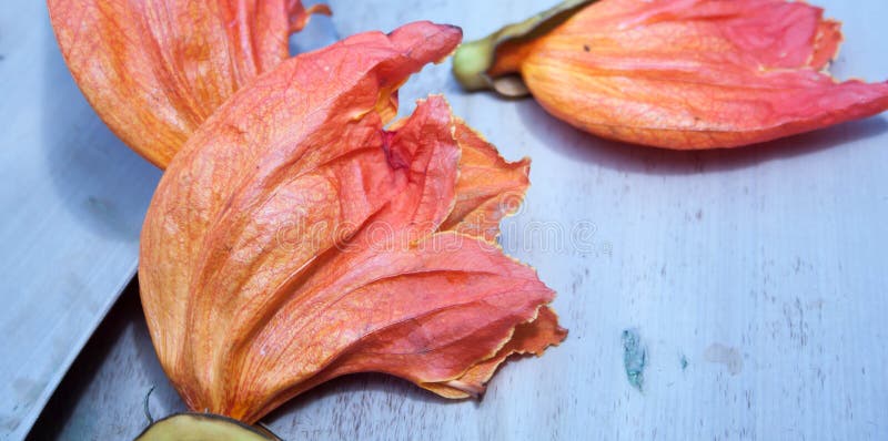 Dropped Flowers from Wild Tree Stock Photo - Image of flowers ...