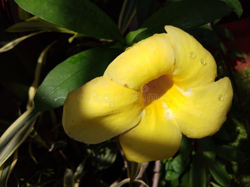 Dropped Fresh Flowers Under the Sun Stock Photo - Image of wildflower ...