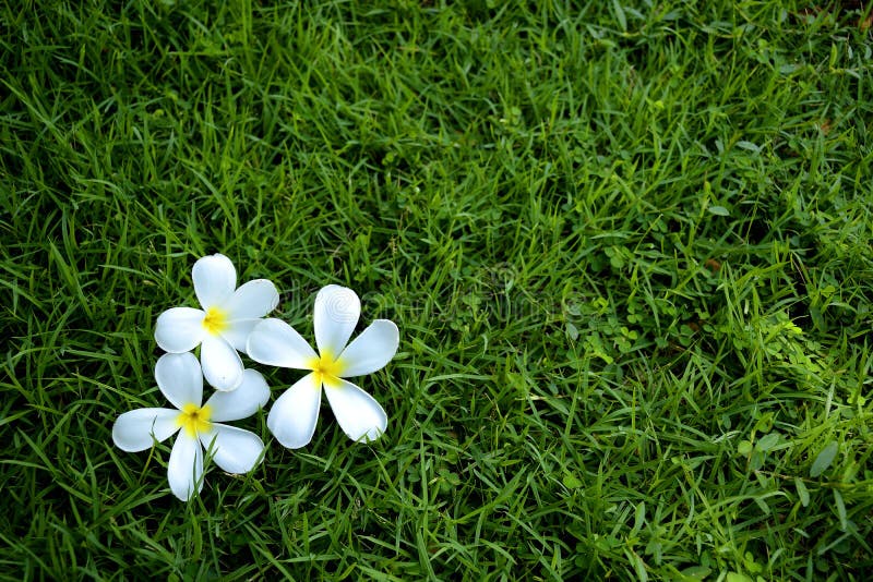 Dropped white flowers stock photo. Image of yellow, plant - 94452966