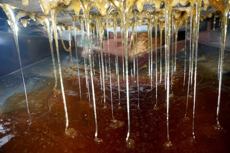 Dropping Drops of Sweet Honey, Nectar in Mead. Extraction of Honey from ...