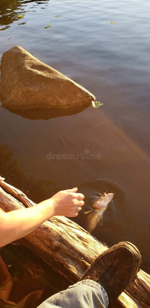 Dropping fish into water stock photo. Image of fish - 150666086