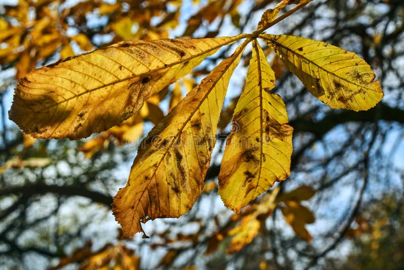 Dropping Maple Leaf during Autumn Stock Image - Image of branch ...