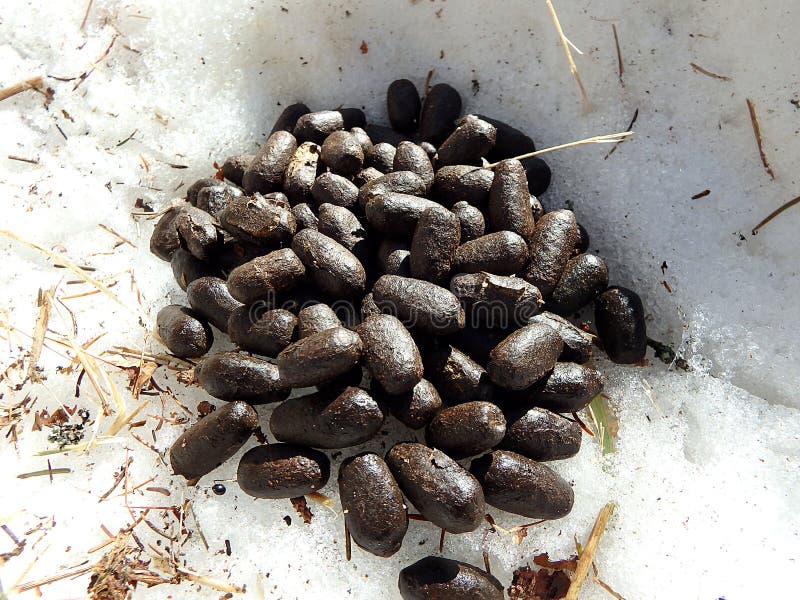 Droppings of deer stock photo. Image of round, animal - 86237290
