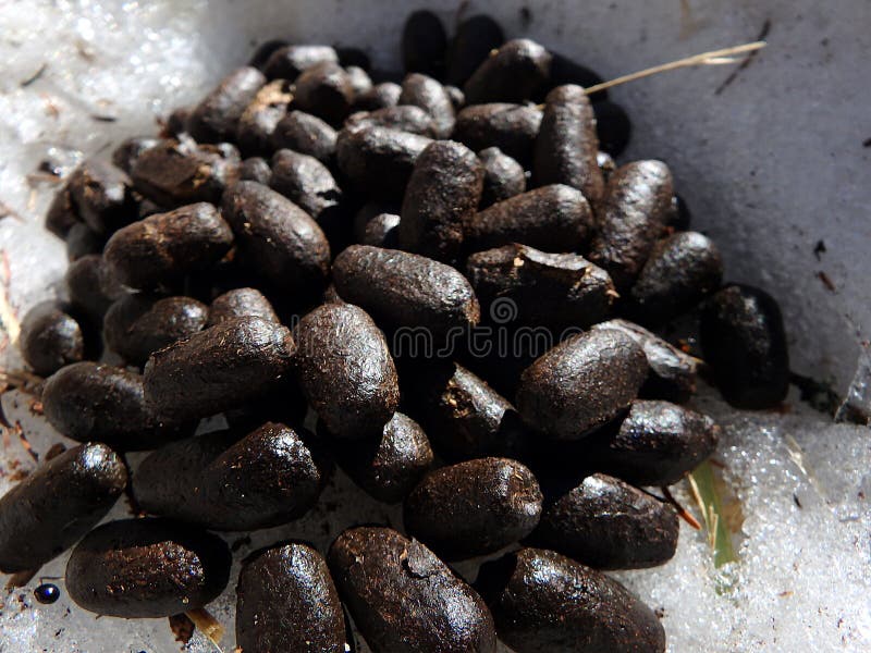 Droppings of deer stock image. Image of animal, winter - 86237353