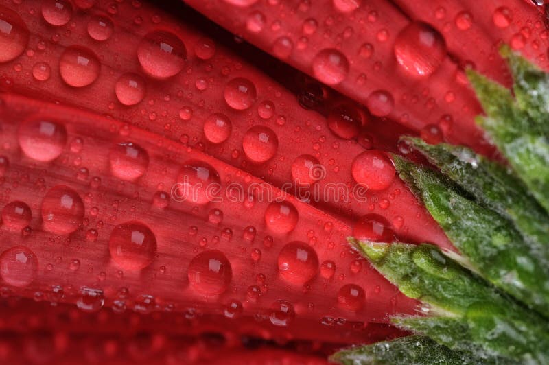 Orange Flower Macro Water Drops Stock Image - Image of drops, beautiful ...