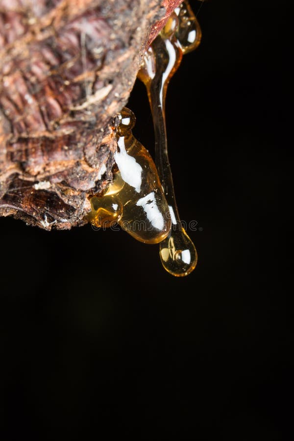 Drops of Amber Pitch Flow Down on Tree Stock Image - Image of glue ...